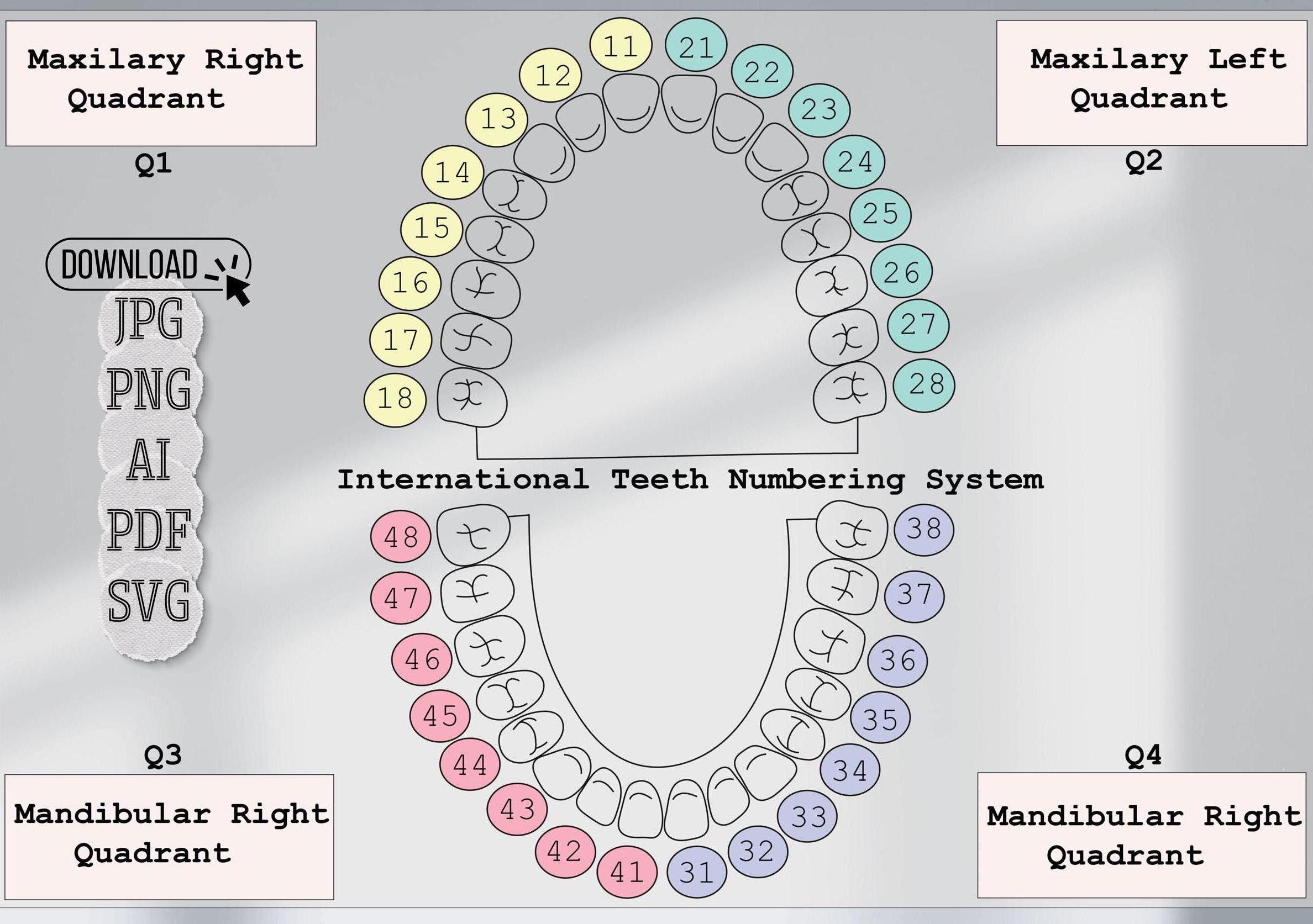 Teeth Numbering System Vector Illustration in Png, Svg, Pdf, AI, Prints ...