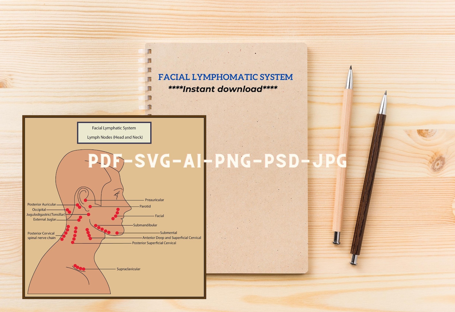 Face Lymph Nodes, Neck Lymphatic System, Anatomy Vector Design, Dental ...