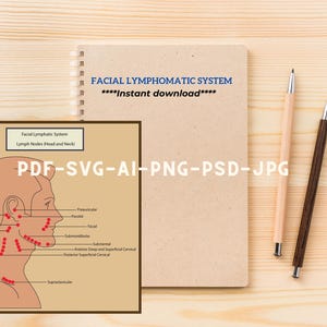 Face Lymph Nodes, Neck Lymphatic System, Anatomy Vector Design, Dental ...