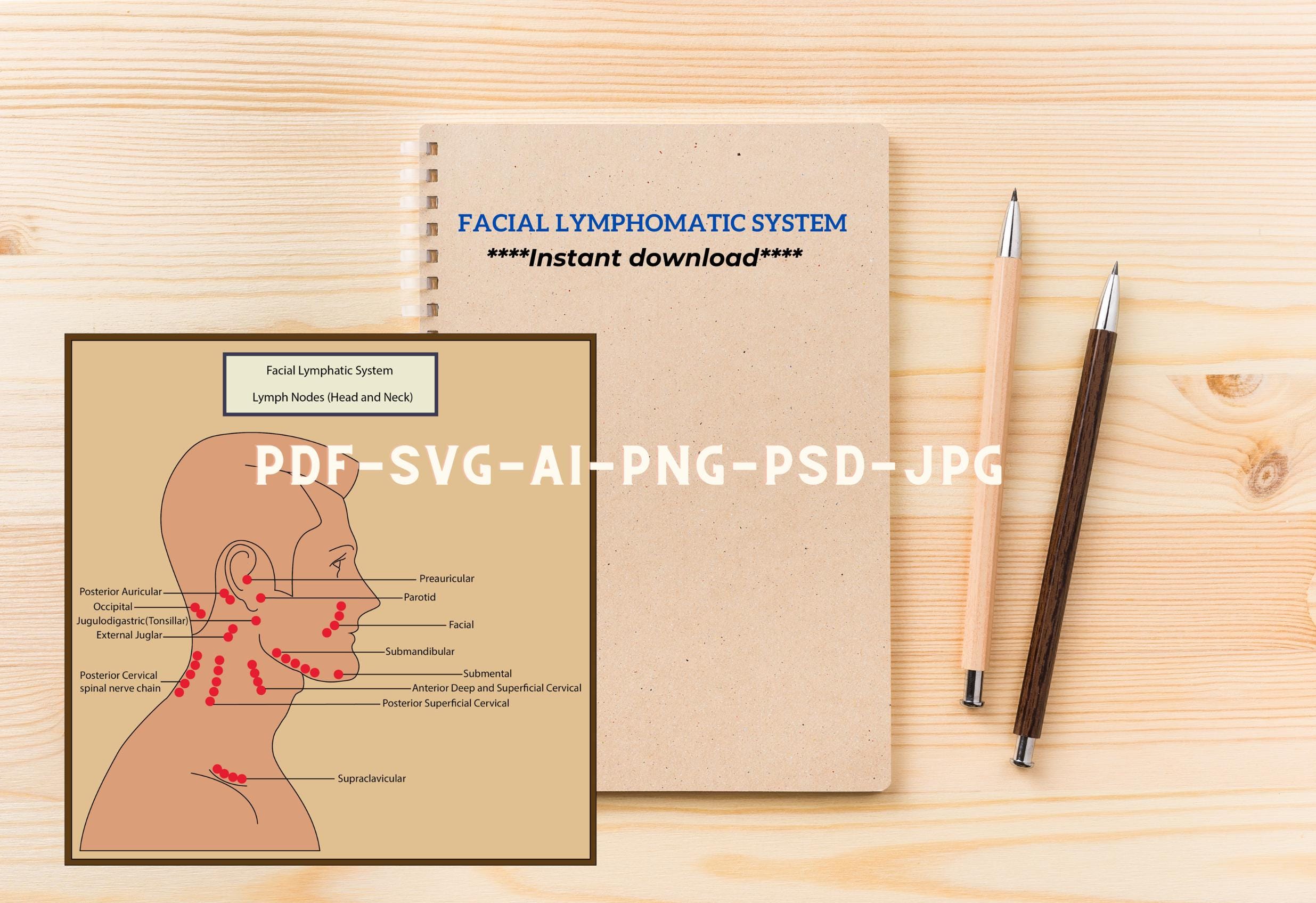 Face Lymph Nodes, Neck Lymphatic System, Anatomy Vector Design, Dental ...