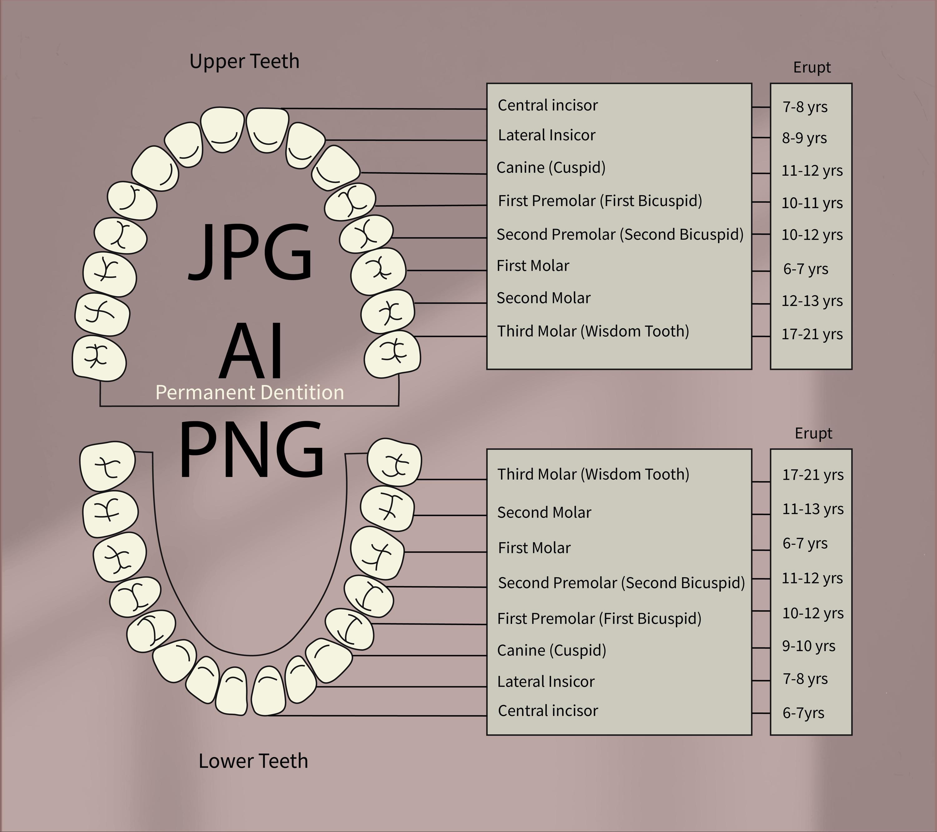 Primary And Permanent Teeth Chart