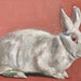 White Rabbit Red Eyes Original Oil Painting on Canvas by Sarah - Etsy