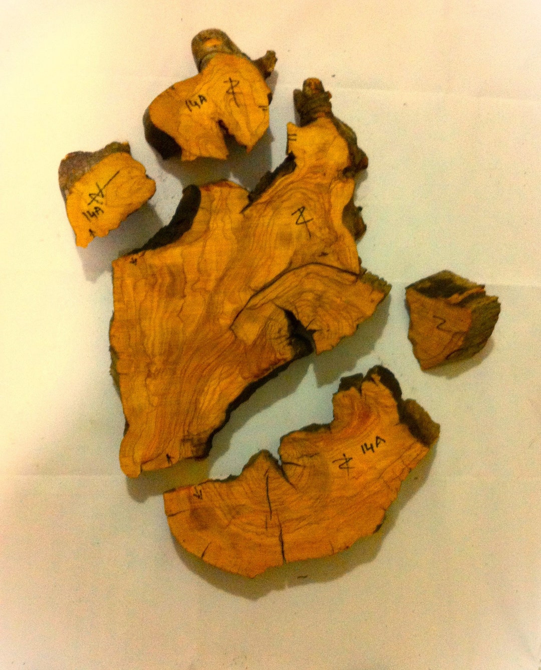 20''x12'' Olive Wood Root Slice , Live Edge Olive Wood Slabs, Olive ...