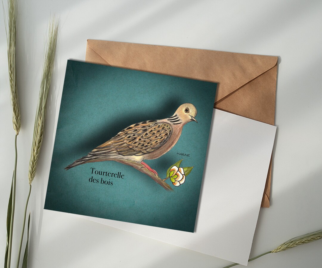 Illustrated Card - Wood Turtle Dove - Etsy