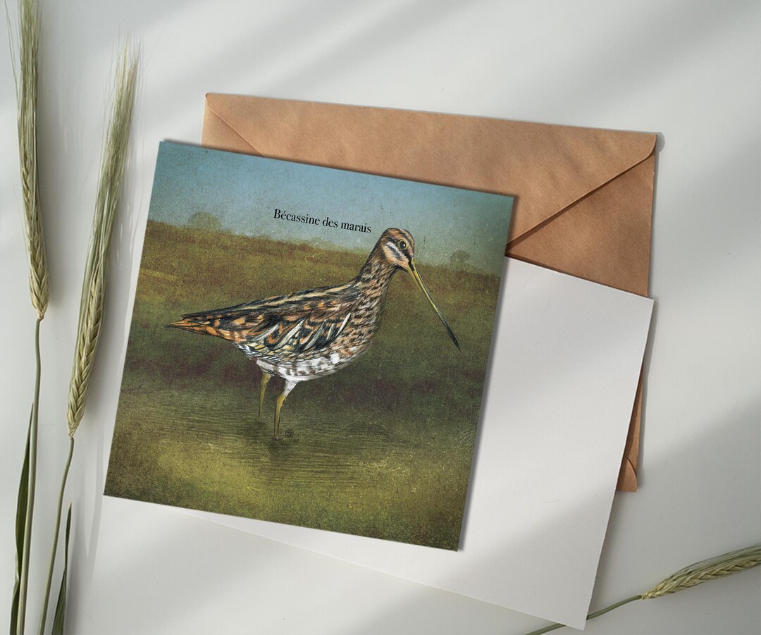Illustrated Card - Common Snipe - Etsy