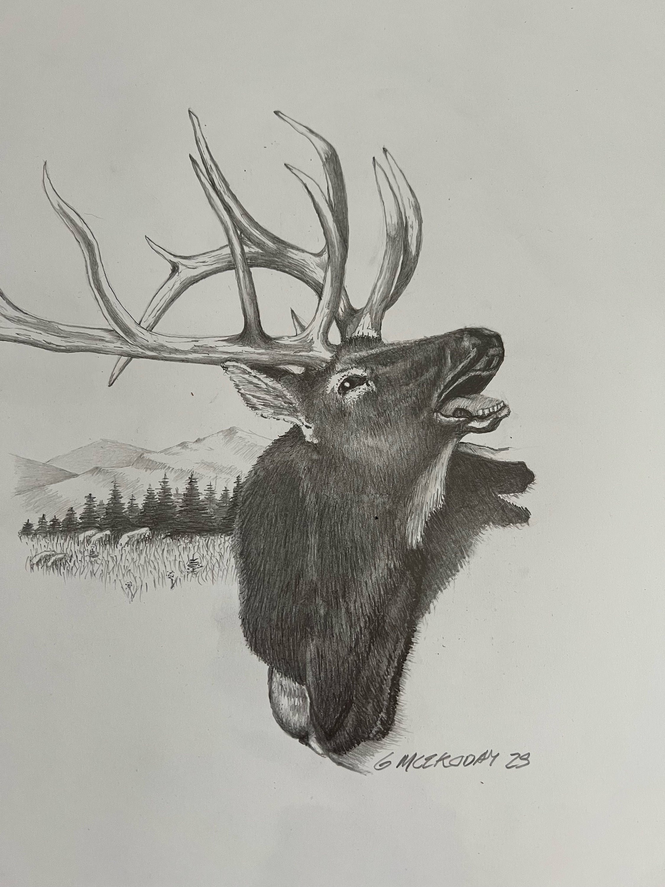 Original Pencil Drawing Yellowstone Elk Wildlife Drawing Original Art ...