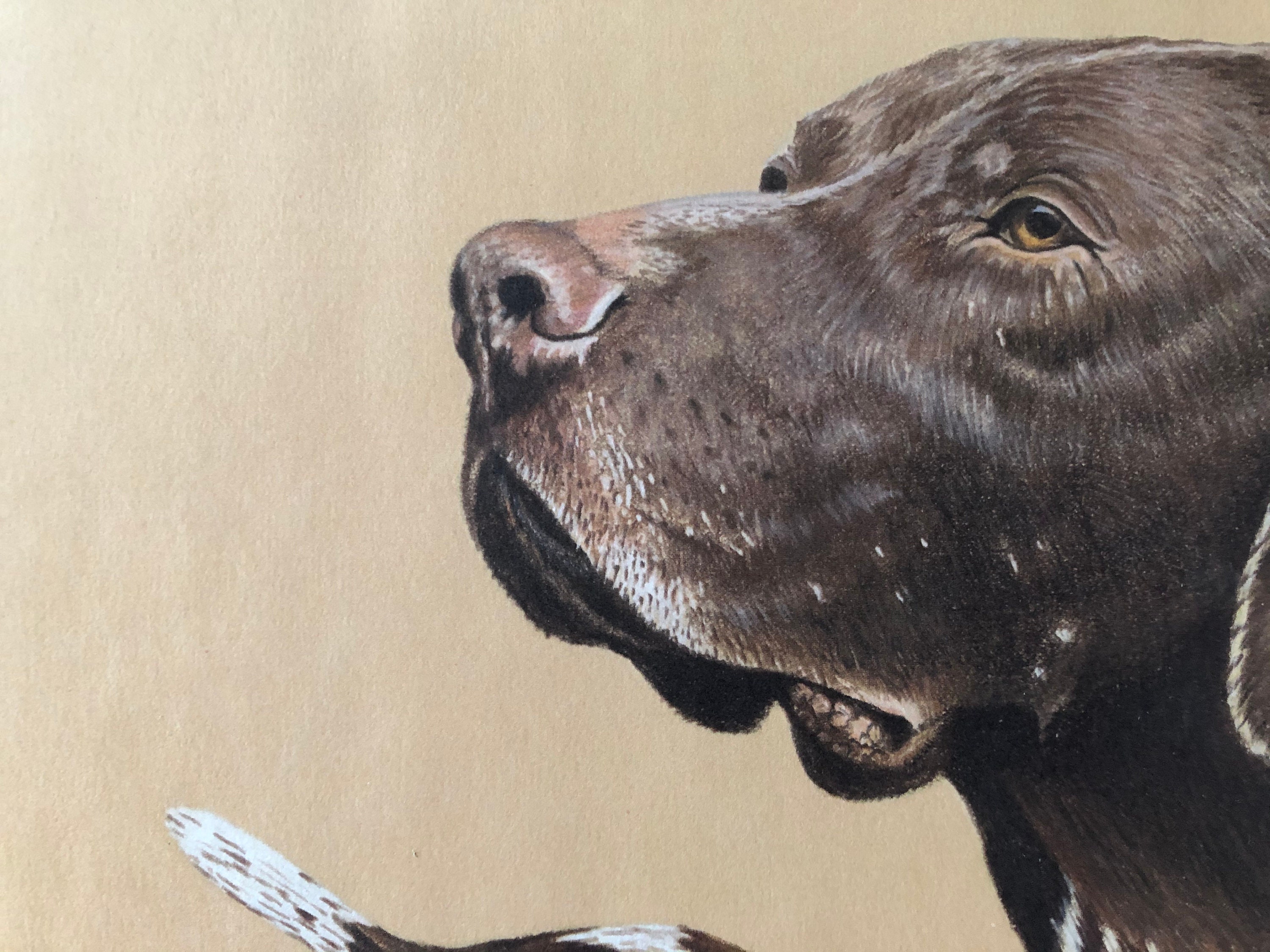 German Shorthaired Pointer Colored Pencil Print - Etsy