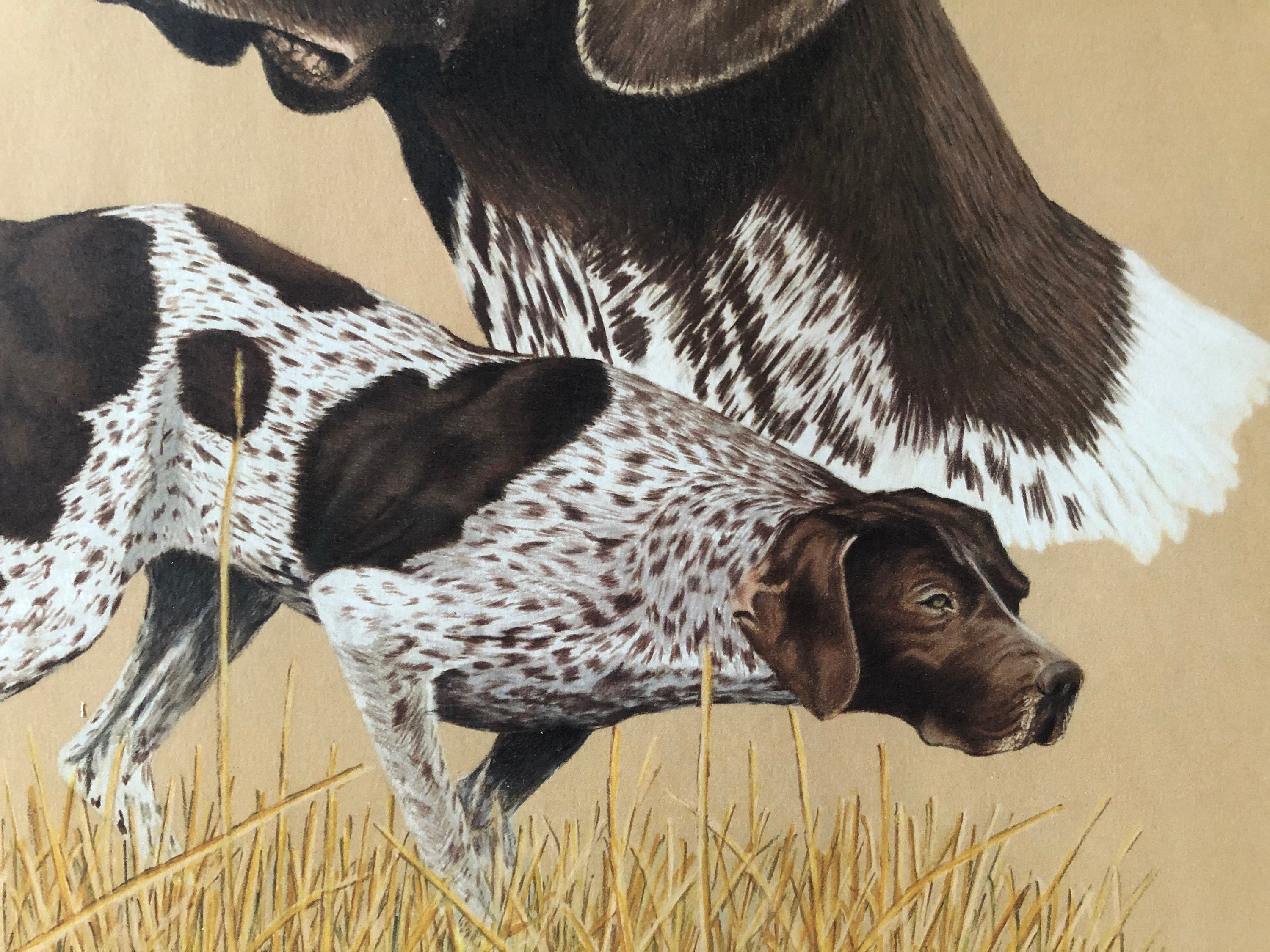 German Shorthaired Pointer Colored Pencil Print - Etsy
