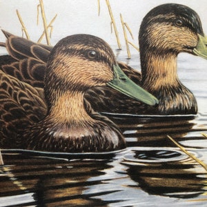 Black Ducks Colored Pencil Print - Etsy