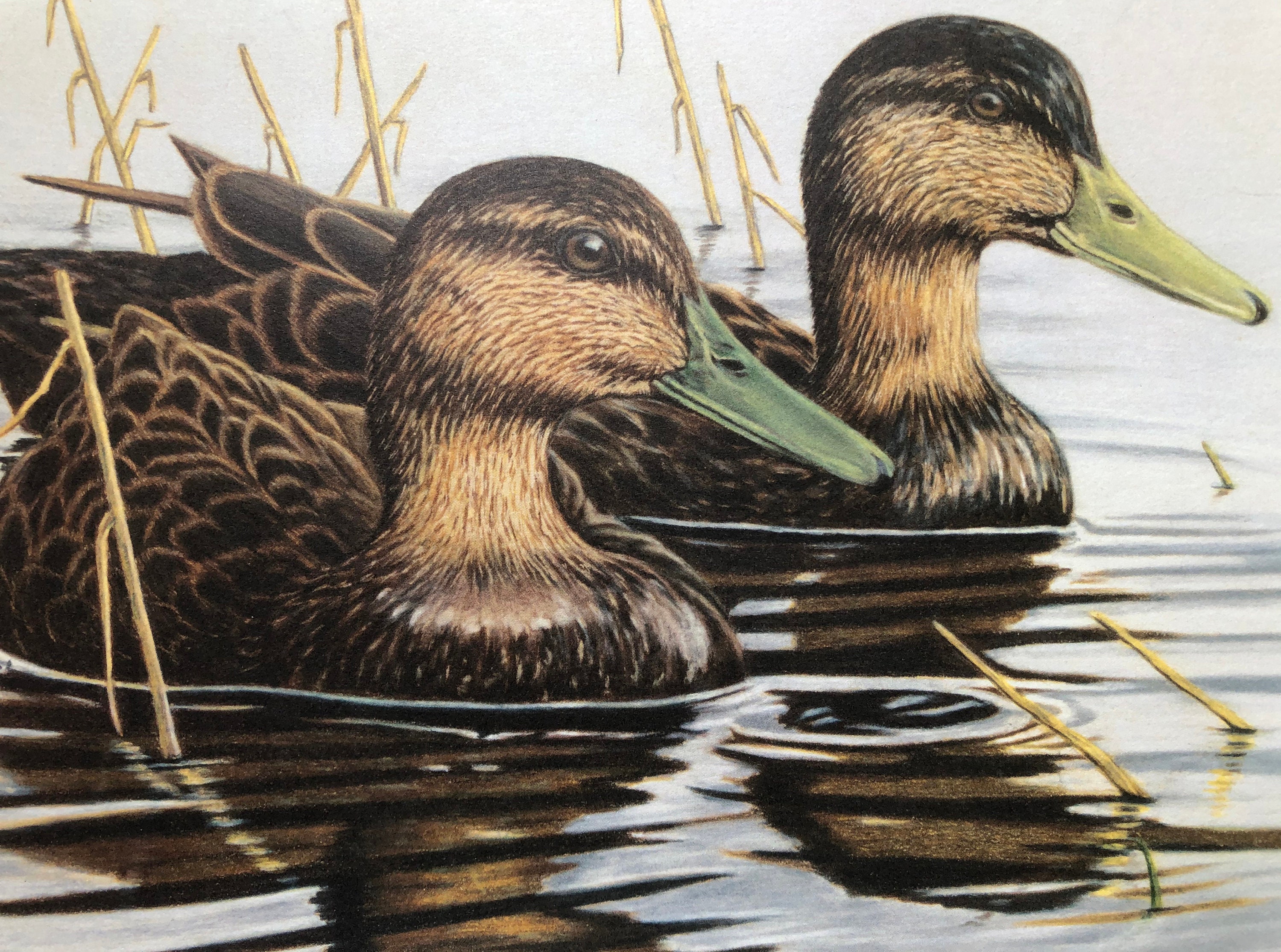 Black Ducks Colored Pencil Print - Etsy