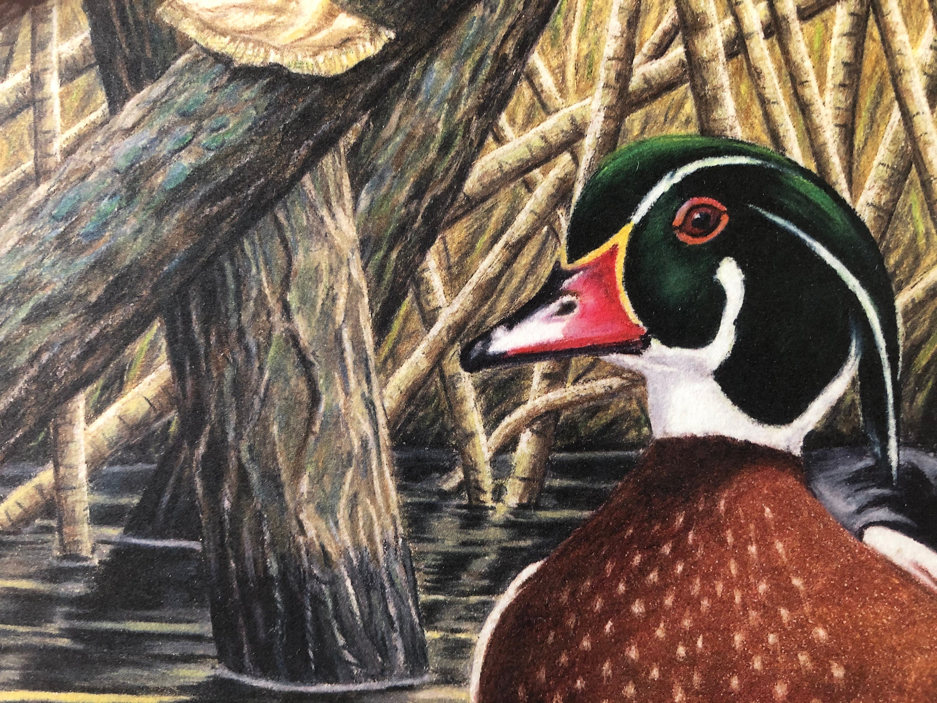 Wood Duck Colored Pencil Print - Etsy