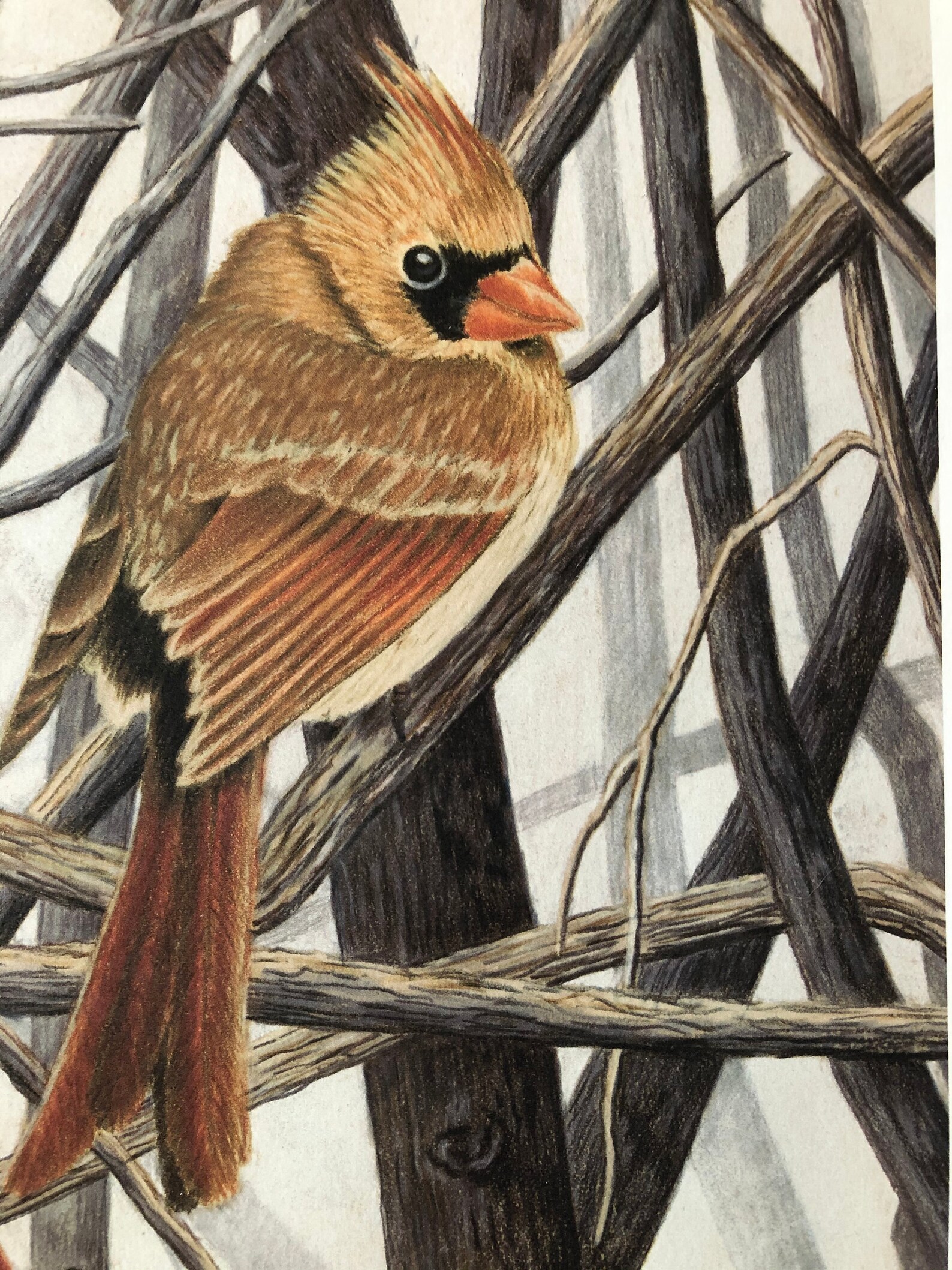 Winter Warriors Cardinal Colored Pencil Print - Etsy
