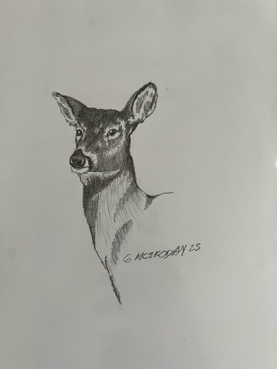 Deer Doe Drawing