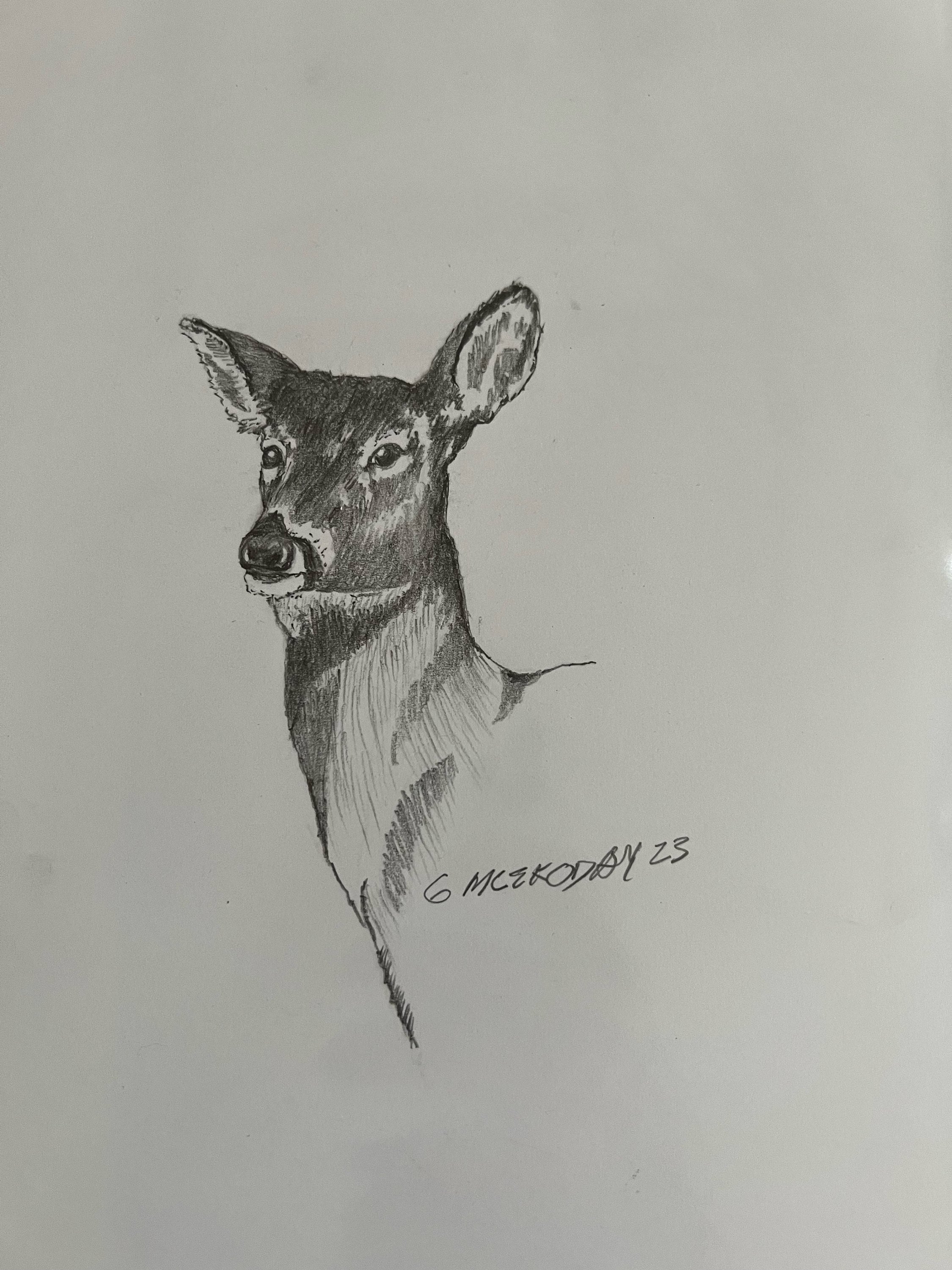 Pencil Sketch Deer Broadside