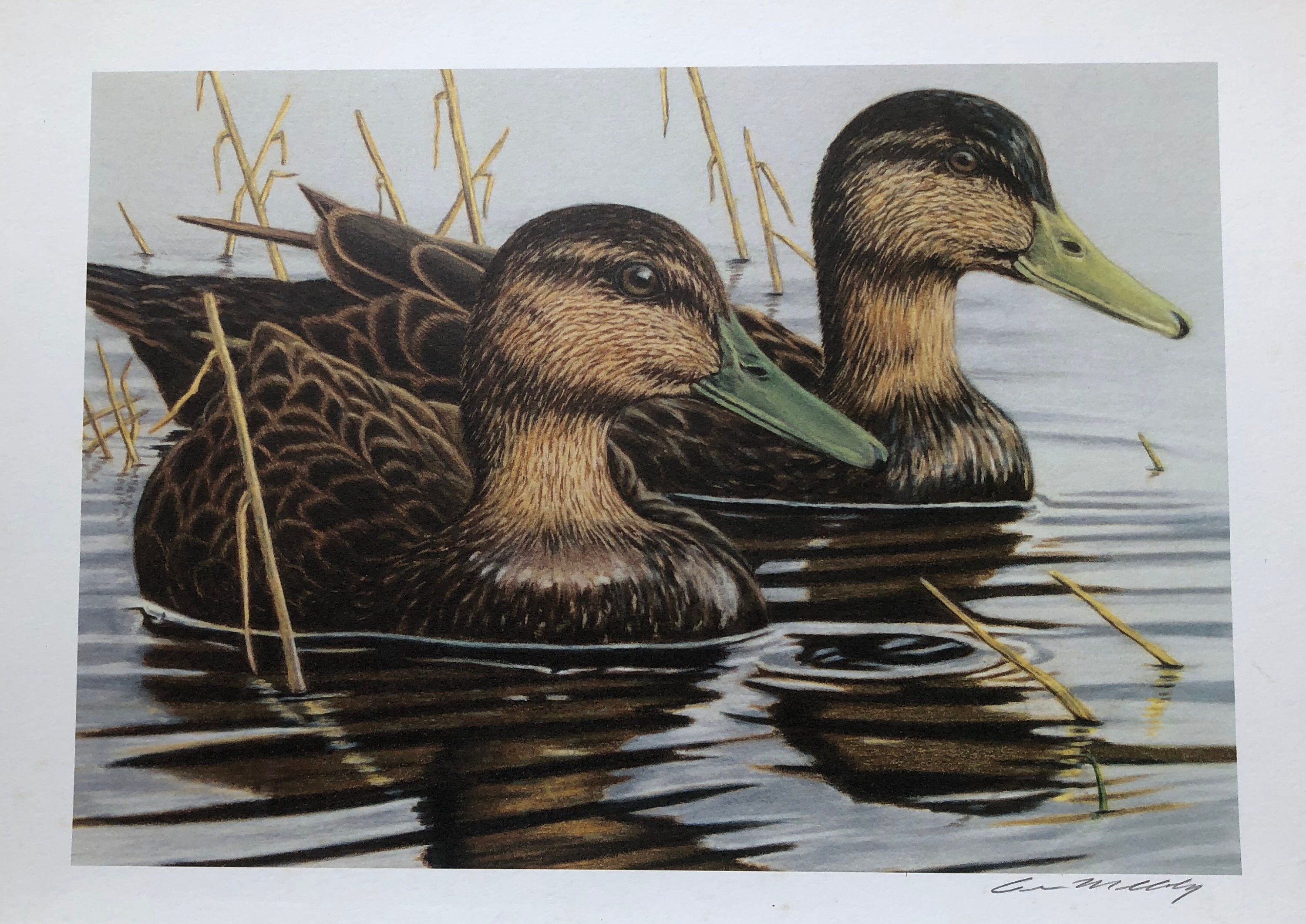 Black Ducks Colored Pencil Print - Etsy