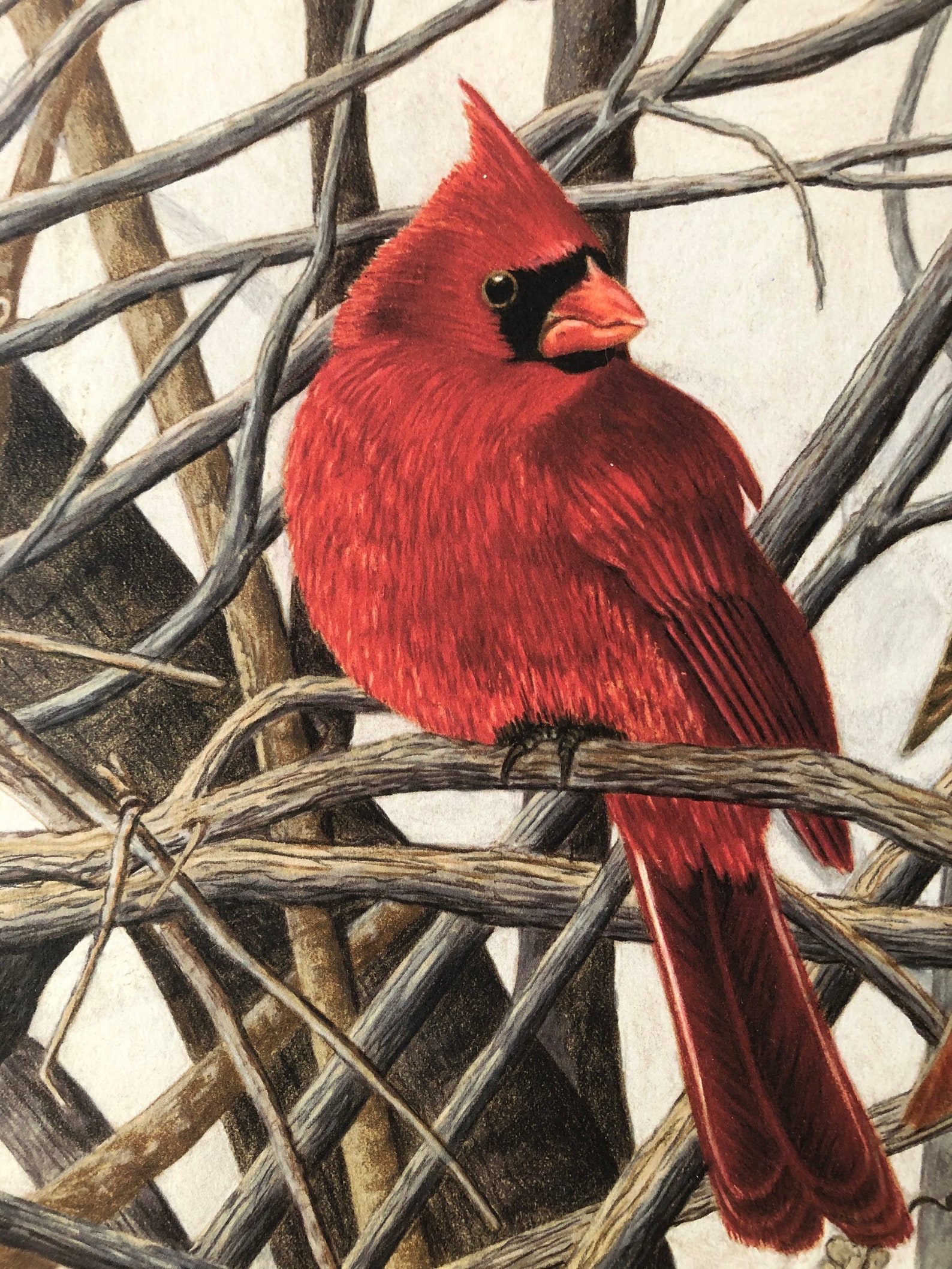 Winter Warriors Cardinal Colored Pencil Print - Etsy