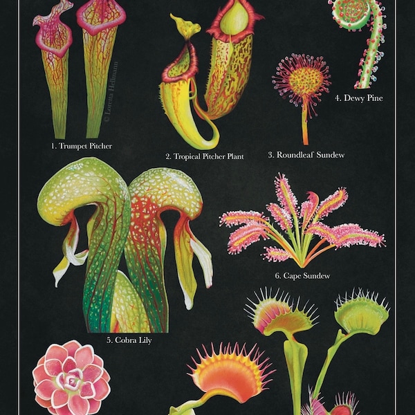 Plant Art - Etsy