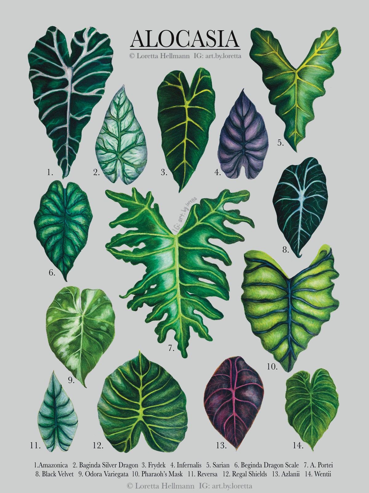 Alocasia Plant Family Print | Colored Pencil Drawing - Etsy