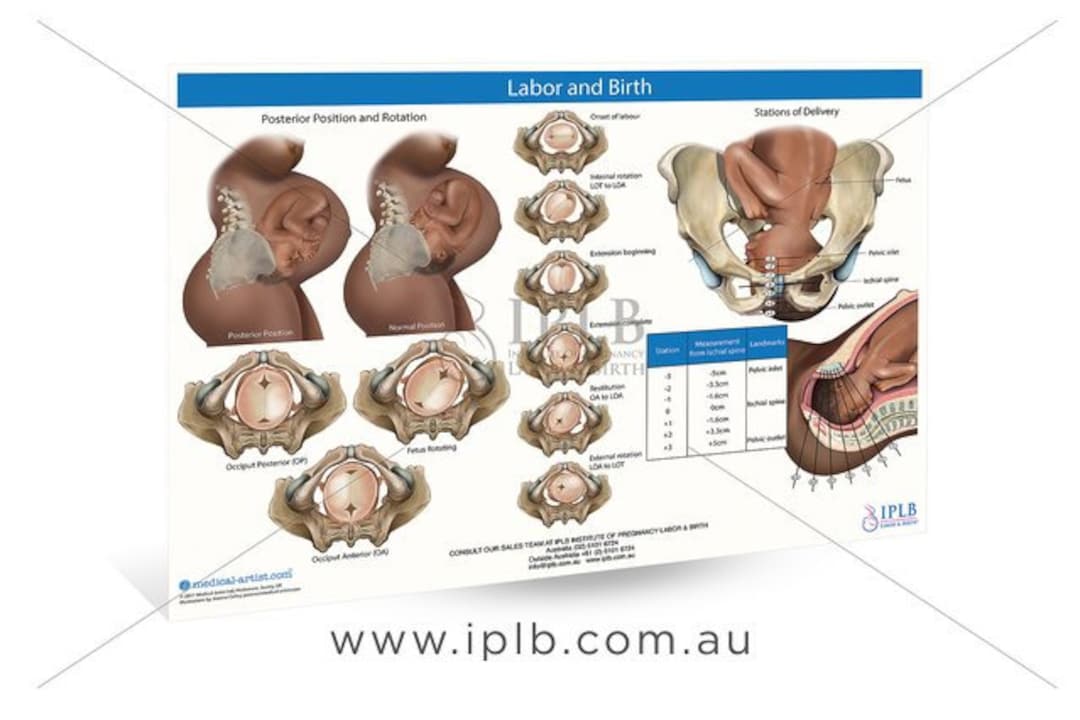 Chart 10 - Labor & Birth - Etsy