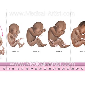 Chart 4 - Timeline of Pregnancy - Etsy