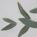 Hand PAINTED CHUPPAH Wedding Canopy Olive Tree Design – Doubles as ...