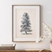 Red Spruce Tree Sketch Print, Printable Tree Art, Vintage Tree Drawing ...