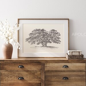 Wide Oak Tree Sketch Print Printable Vintage Tree Drawing - Etsy
