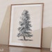 Red Spruce Tree Sketch Print, Printable Tree Art, Vintage Tree Drawing ...
