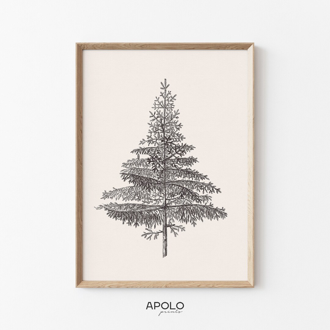 Nordmann Fir Tree Sketch Print, Pine Tree Printable Art, Vintage ...