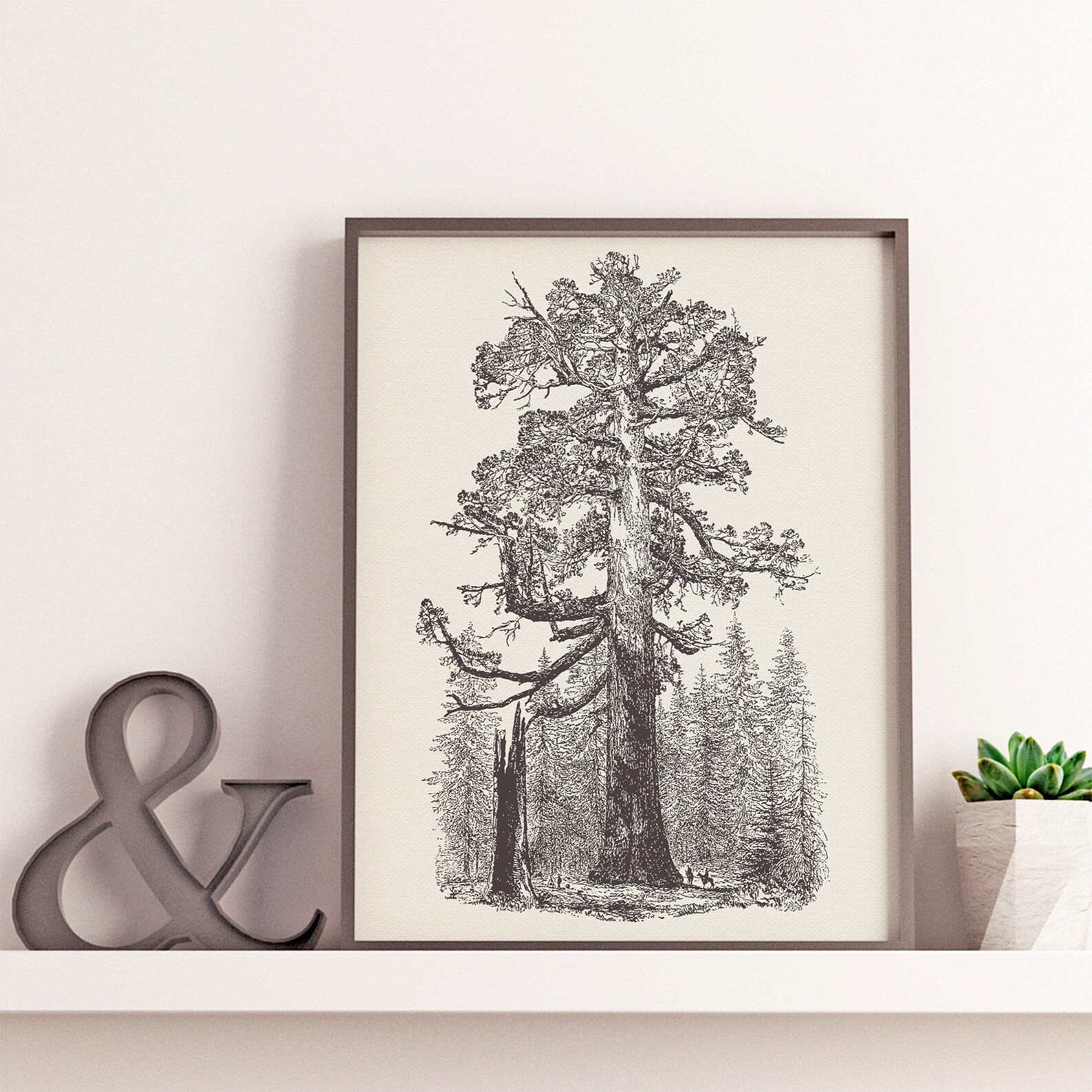 Sequoia Tree Print, Vintage Tree Sketch Enhanced, Botanical Printable ...