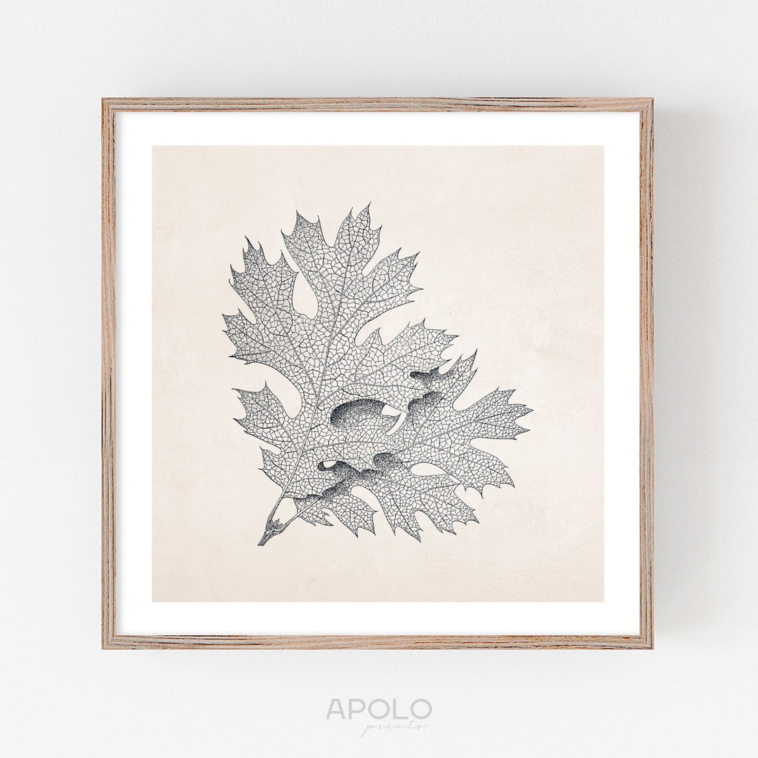Oak Leaves Print, Vintage Botanical Drawing Enhanced, Autumn Printable ...