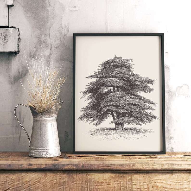 Cedar of Lebanon Tree Sketch Print Vintage Farmhouse Drawing | Etsy
