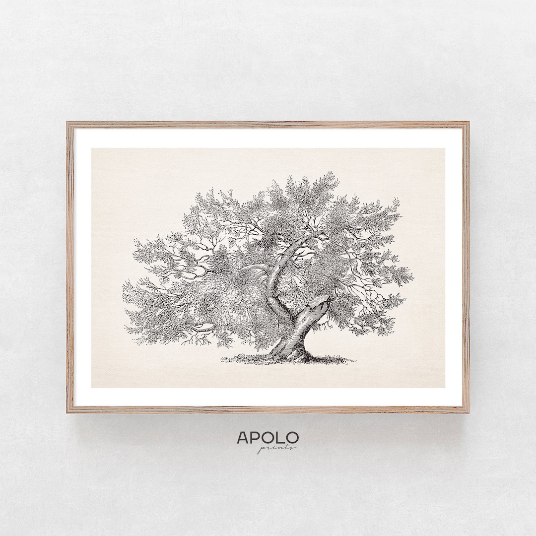 Broken Trunk Tree Drawing, Printable Vintage Tree Etching Enhanced ...
