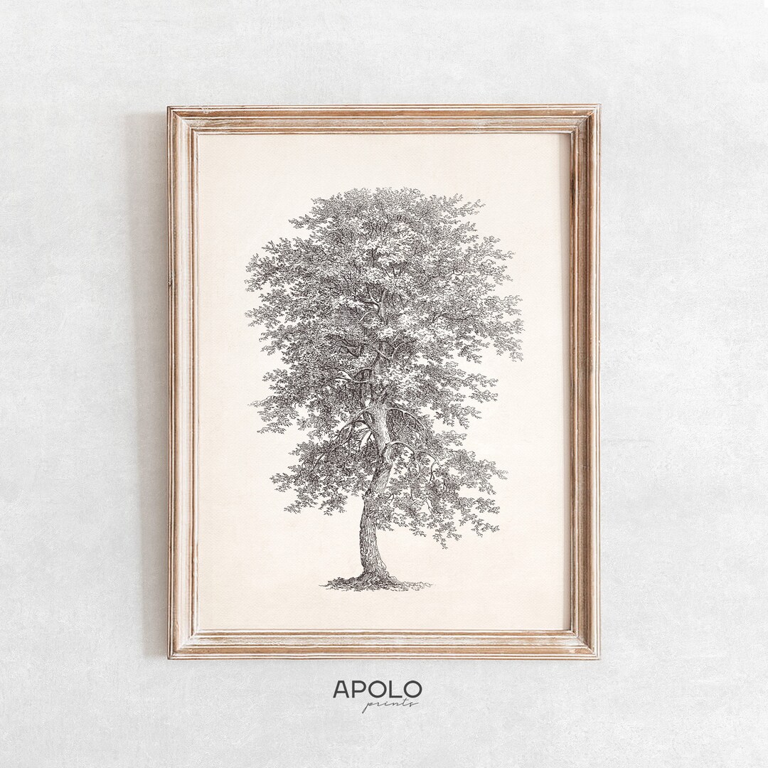 Hickory Tree Sketch Printable Wall Art, Vintage Drawing Enhanced ...