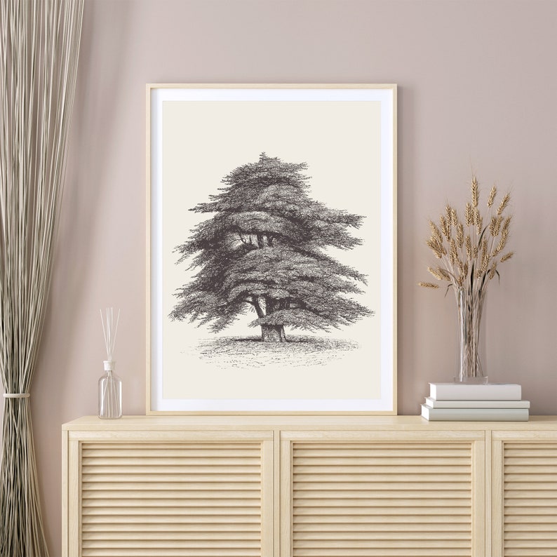 Cedar of Lebanon Tree Sketch Print Vintage Farmhouse Drawing | Etsy