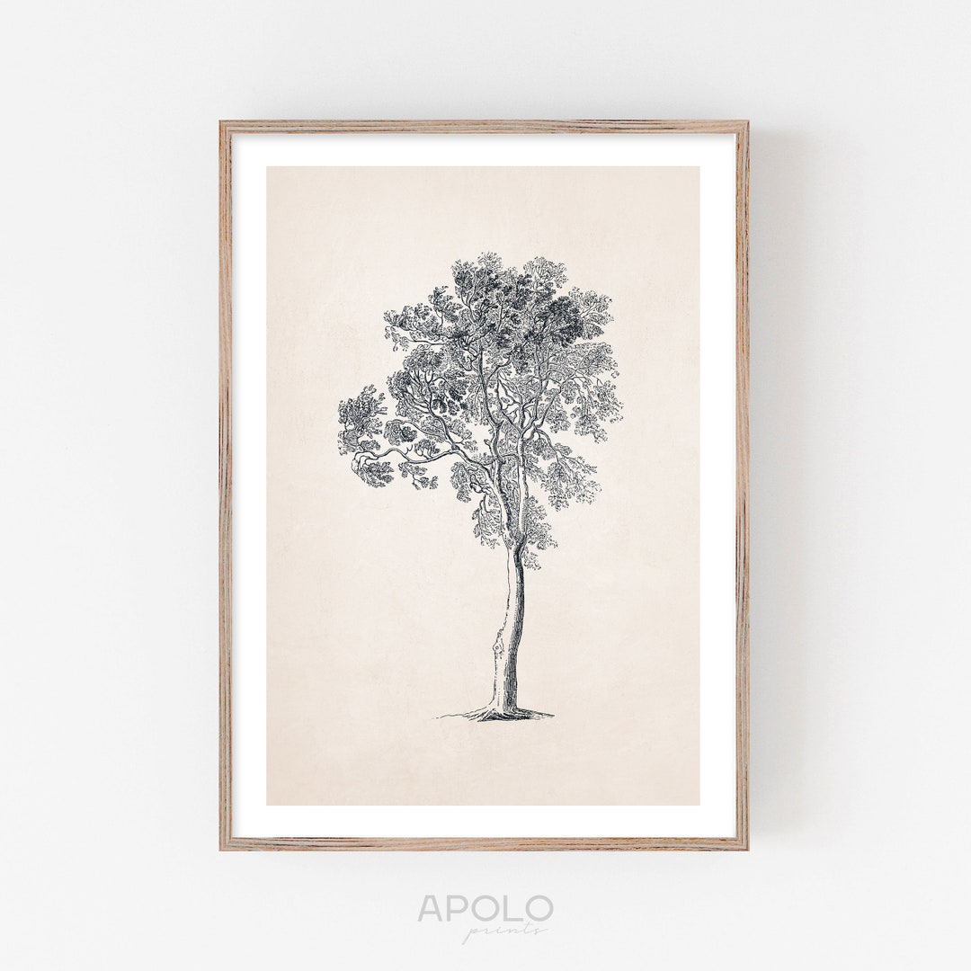 Ash Tree Sketch Print, Printable Tree Art, Vintage Drawing Enhanced ...