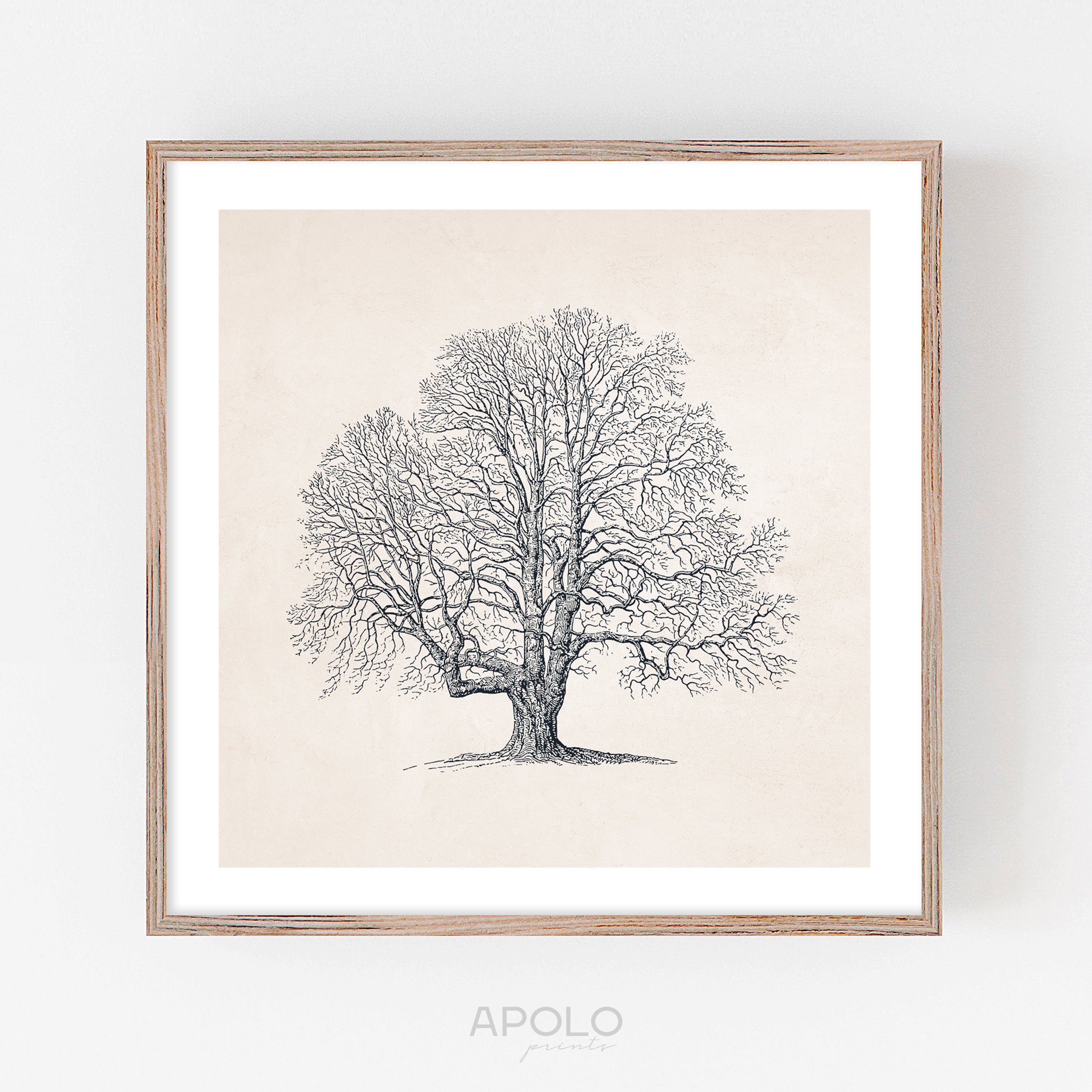 Oak Tree Winter Sketch