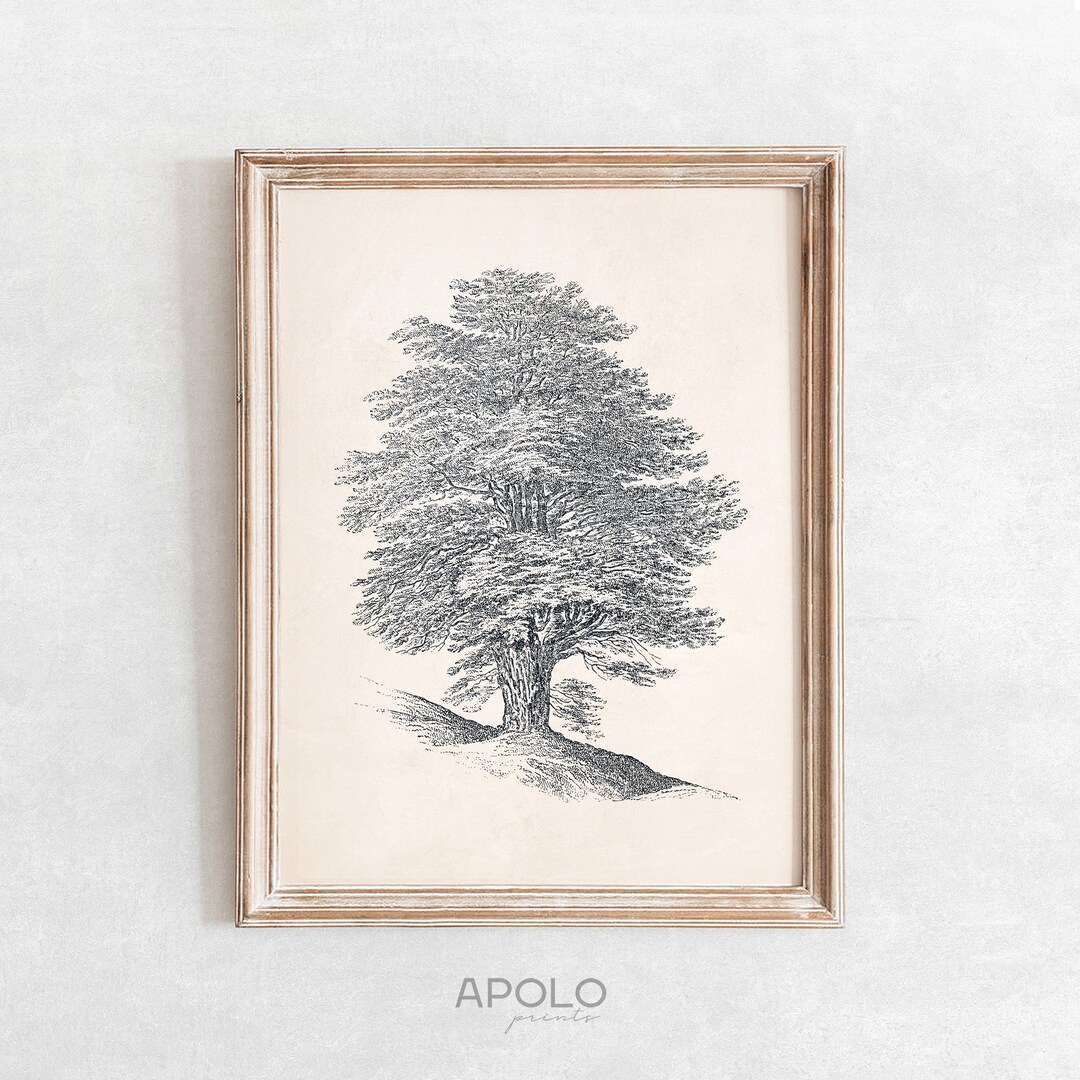 Printable Beech Tree Drawing, Vintage Drawing Enhanced, Farmhouse ...
