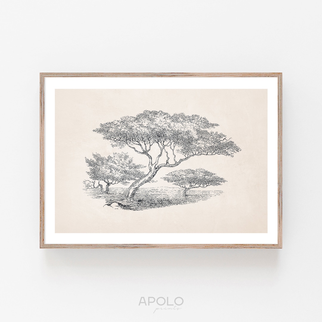 Printable Acacia Tree Drawing, Vintage Tree Sketch Enhanced, Digital ...