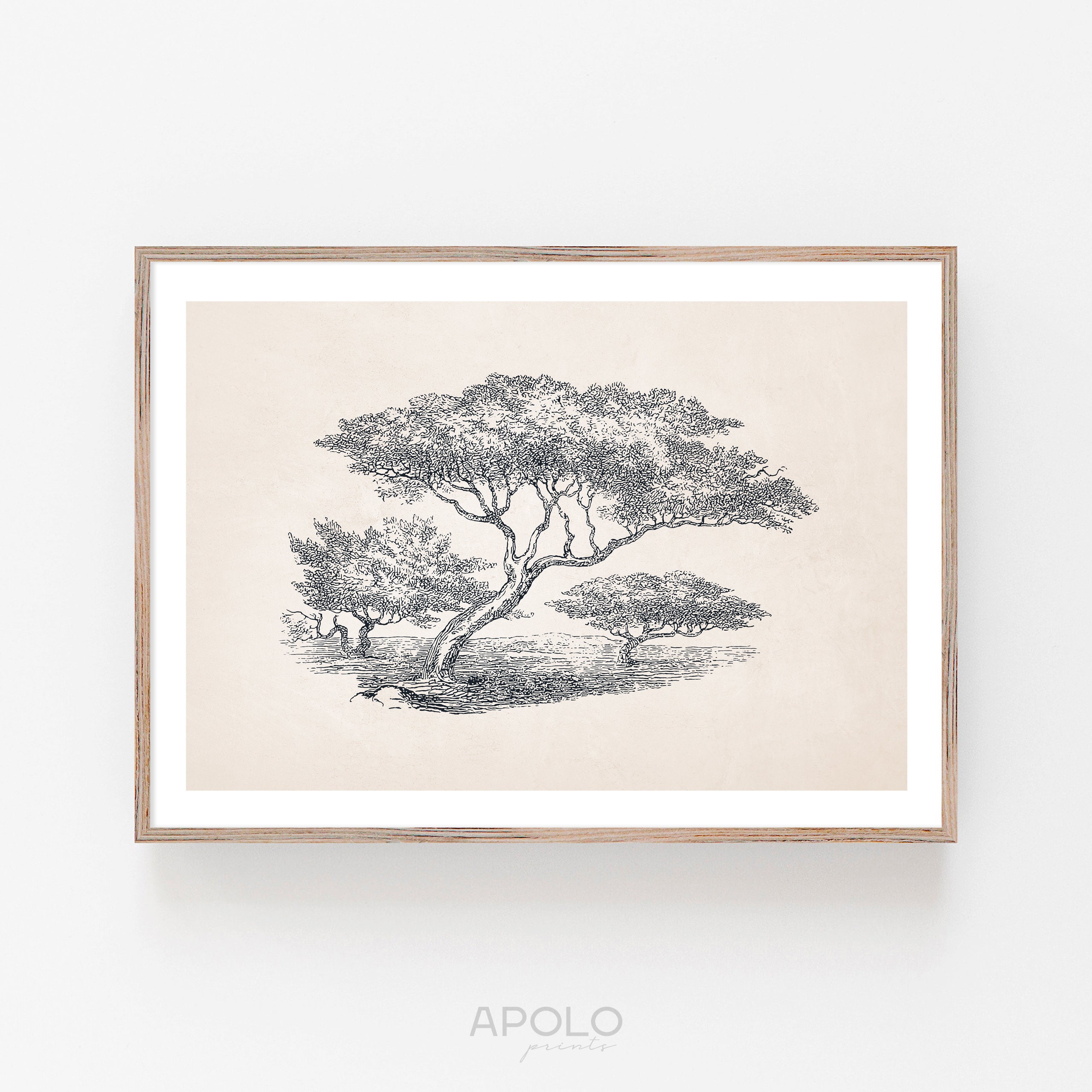 Printable Acacia Tree Drawing Vintage Tree Sketch Enhanced - Etsy