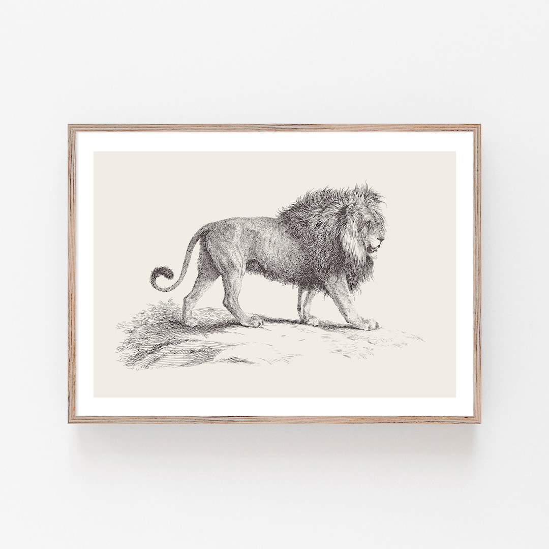 Lion Print, Wildlife Print, Vintage Lion Drawing Enhanced, Feline Art ...