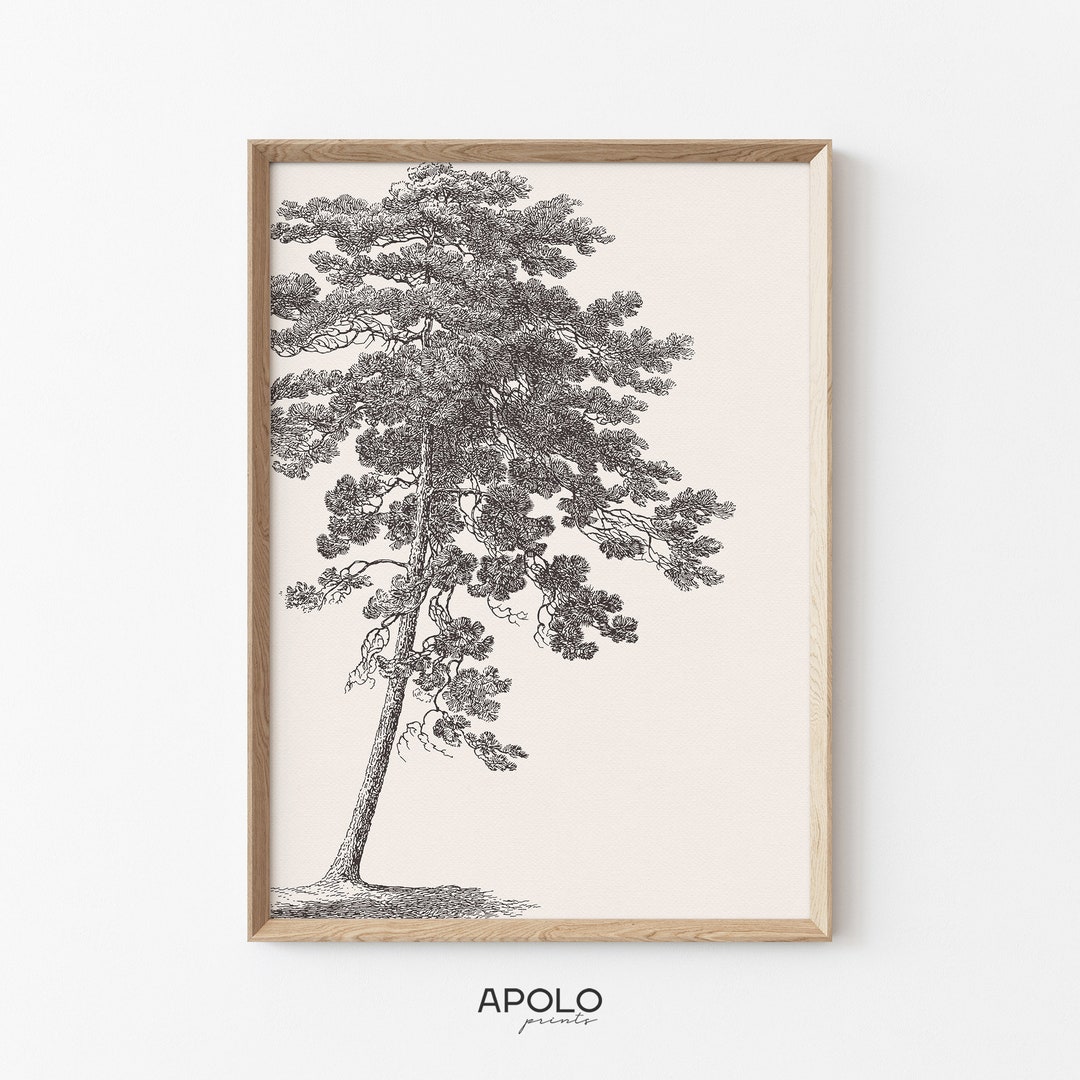 Pine Tree Sketch No. 5, Printable Tree Art, Vintage Tree Drawing ...