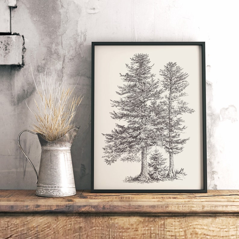 Silver Fir Tree Sketch Print Vintage Farmhouse Drawing - Etsy