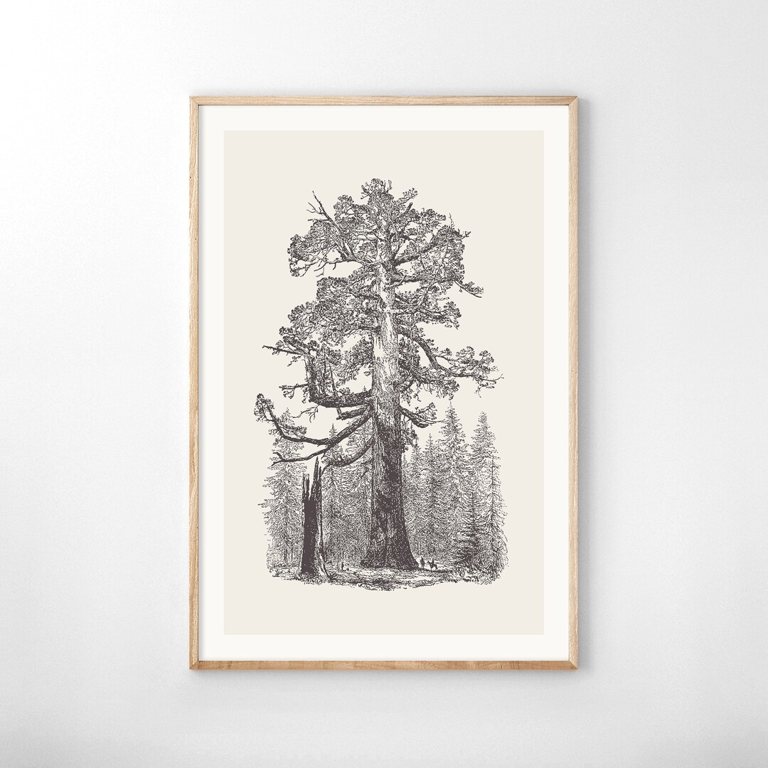 Sequoia Tree Print, Vintage Tree Sketch Enhanced, Botanical Printable ...