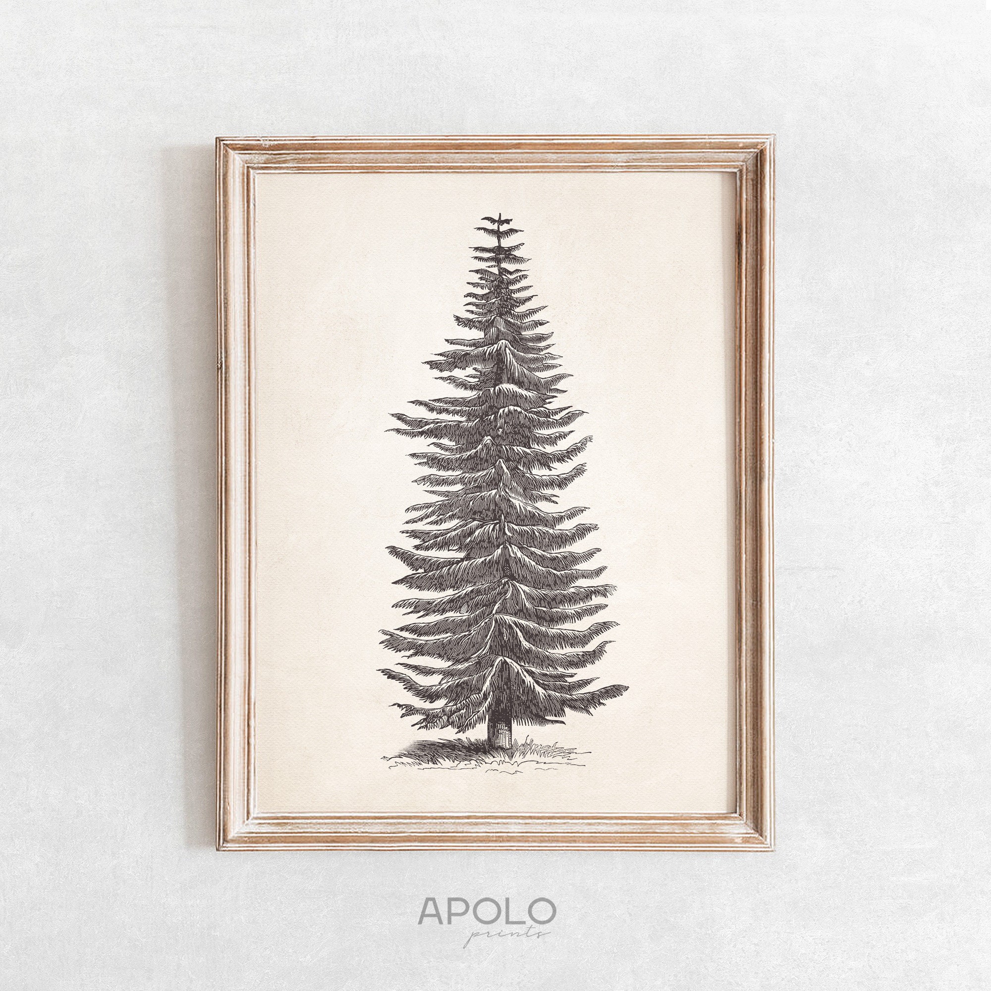 Vintage Serbian Spruce Tree Drawing: Neutral Botanical Wall Art ...