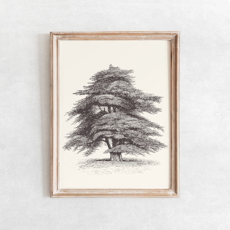 Cedar Prints - Etsy