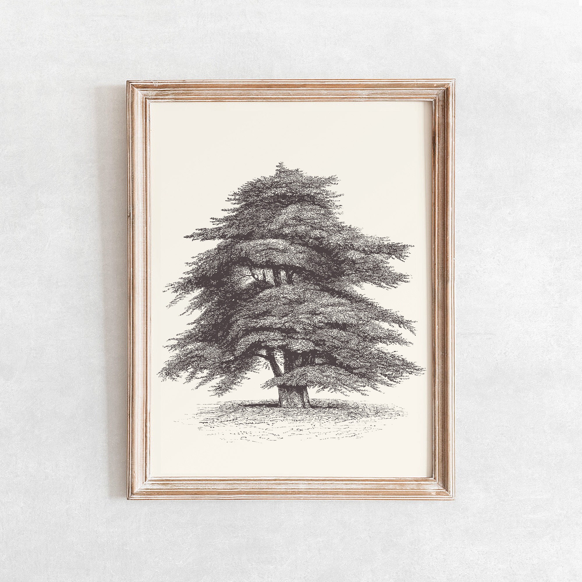 Cedars Of Lebanon Painting