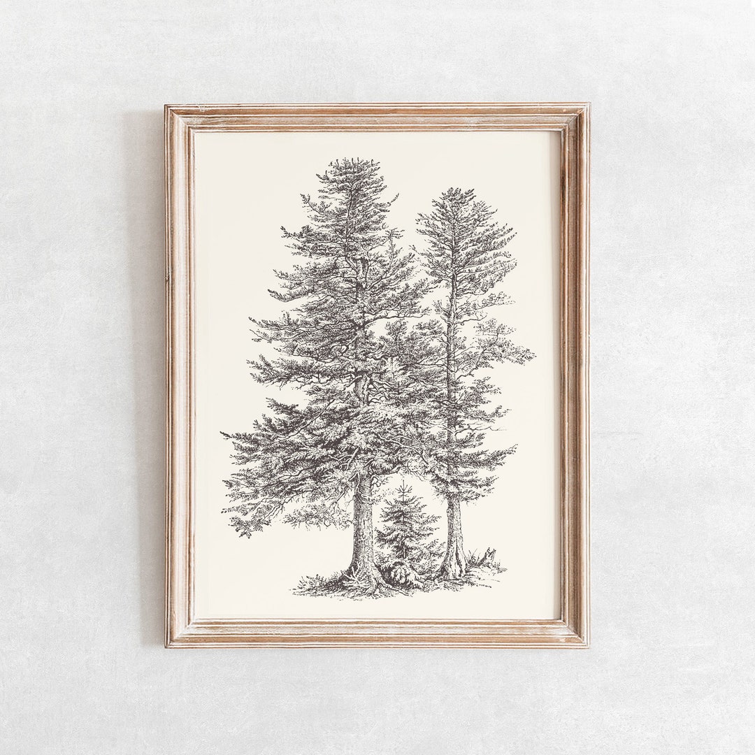 Silver Fir Tree Sketch Print, Vintage Farmhouse Drawing Enhanced ...