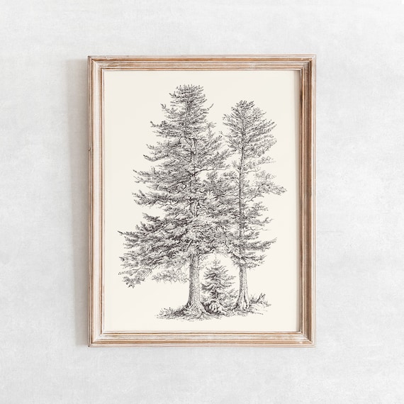 Silver Fir Tree Sketch Print Vintage Farmhouse Drawing - Etsy