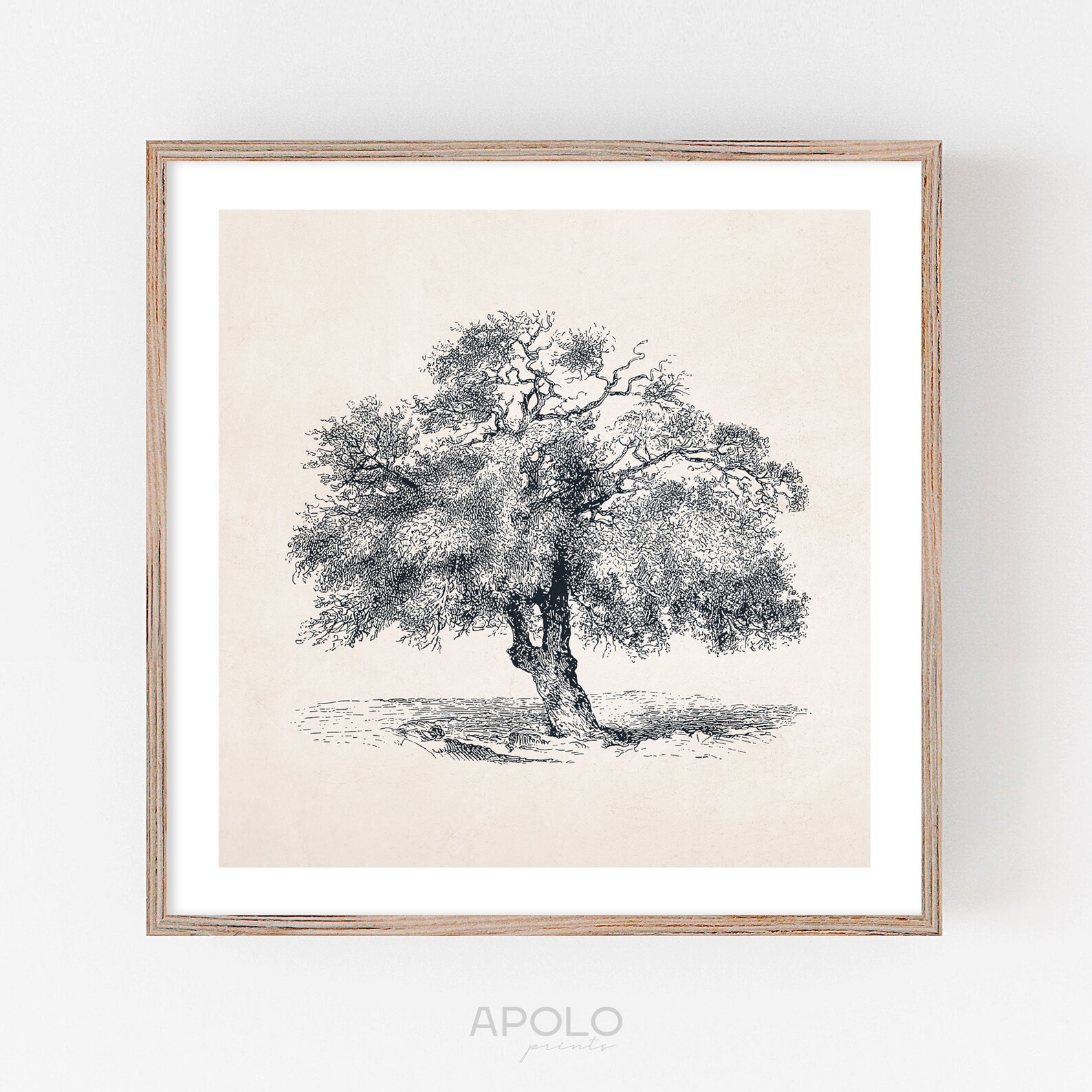 Printable Acacia Tree Sketch, Vintage Drawing Enhanced, Printable ...